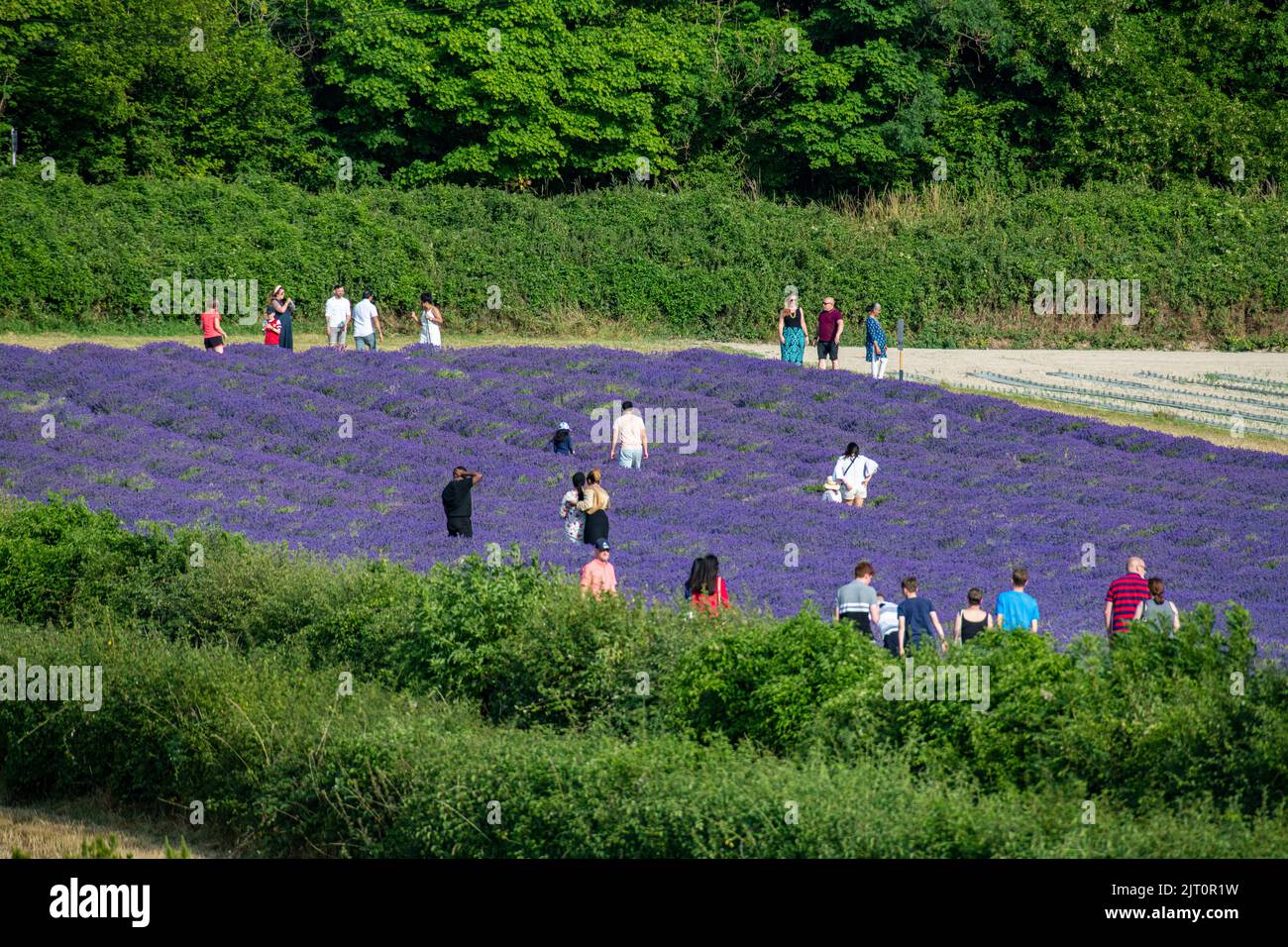 Visitors enjoy the fields of lavender in summer in Kent Stock Photo - Alamy