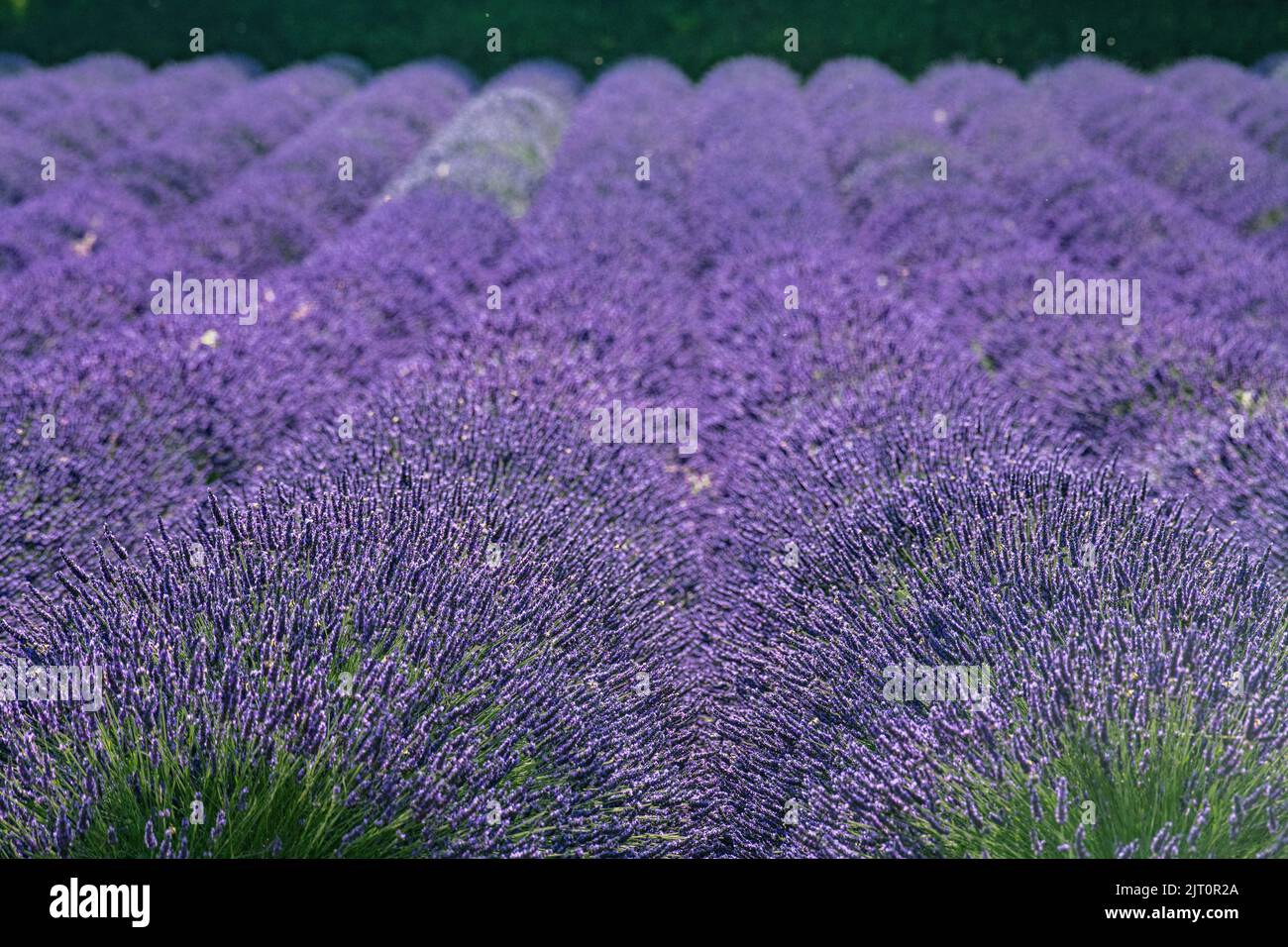 Fields of lavender in Kent, awaiting harvest Stock Photo - Alamy