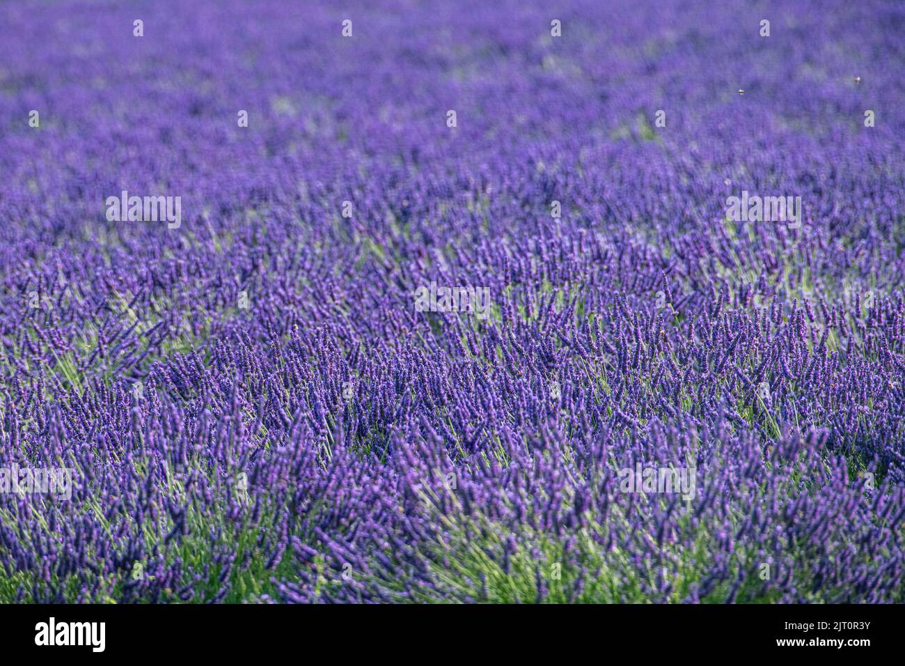 Fields of lavender in Kent, awaiting harvest Stock Photo - Alamy