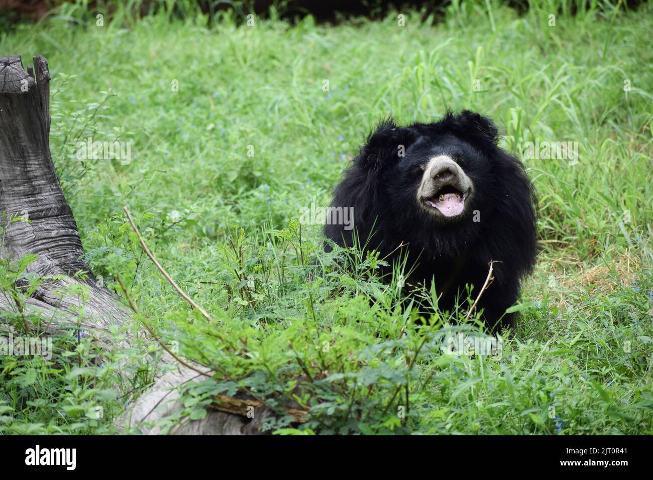Indian bear is looking at the camera and taking rest on grass field at ...
