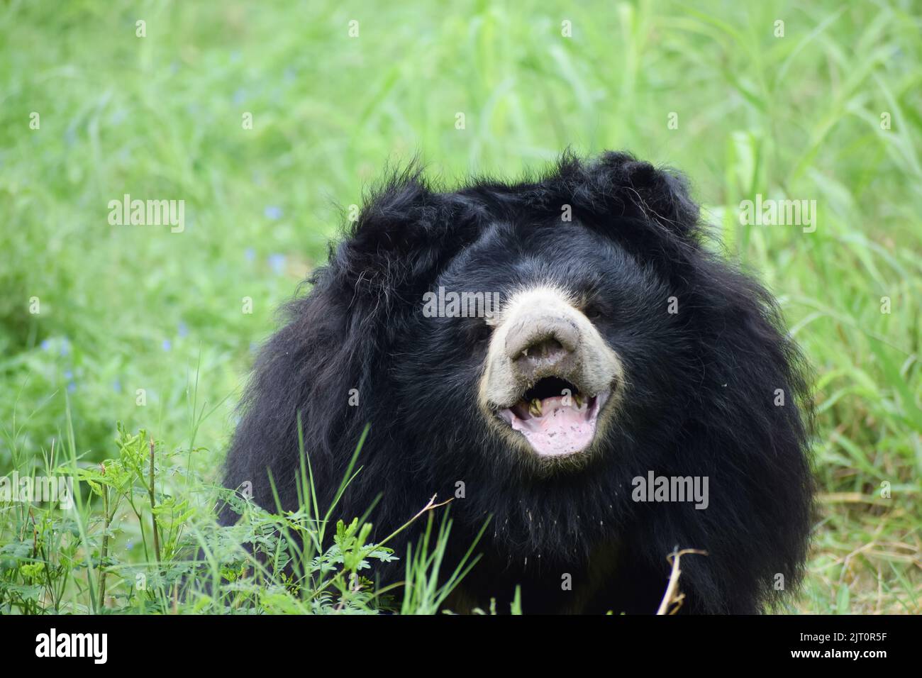 Indian bear is looking at the camera and taking rest on grass field at ...