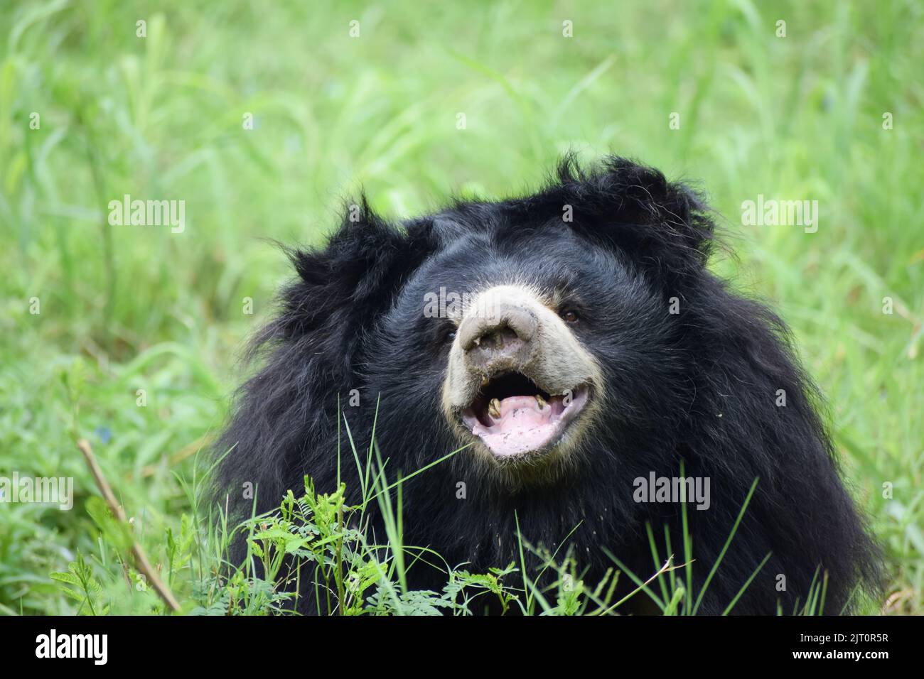 Indian bear is looking at the camera and taking rest on grass field at ...