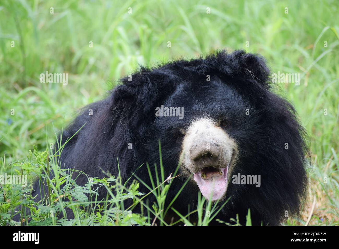Indian bear is looking at the camera and taking rest on grass field at ...