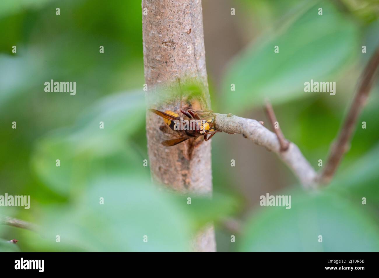 European hornets eating and foraging bark and sap of Lilac branch Stock ...