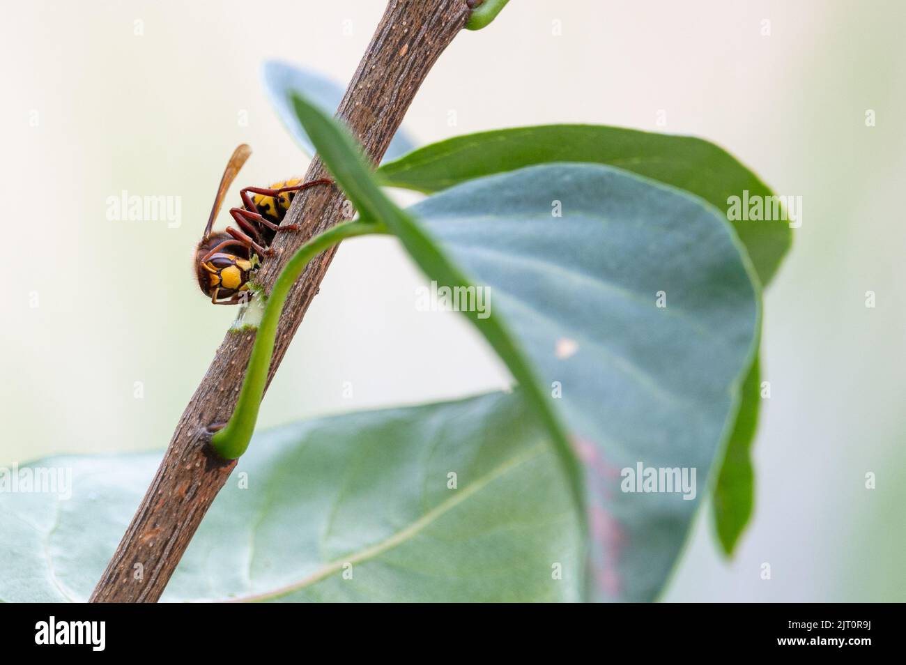 European hornets eating and foraging bark and sap of Lilac branch Stock ...