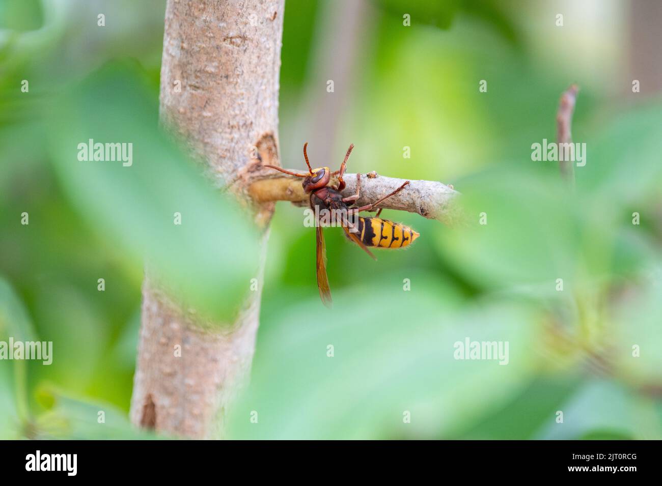 European hornets eating and foraging bark and sap of Lilac branch Stock ...