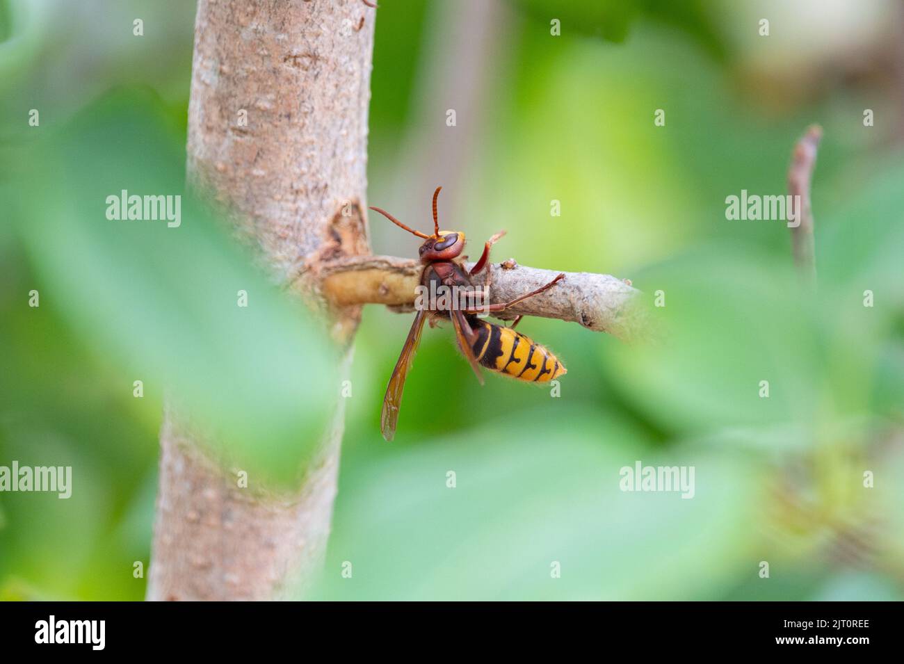 European hornets eating and foraging bark and sap of Lilac branch Stock ...