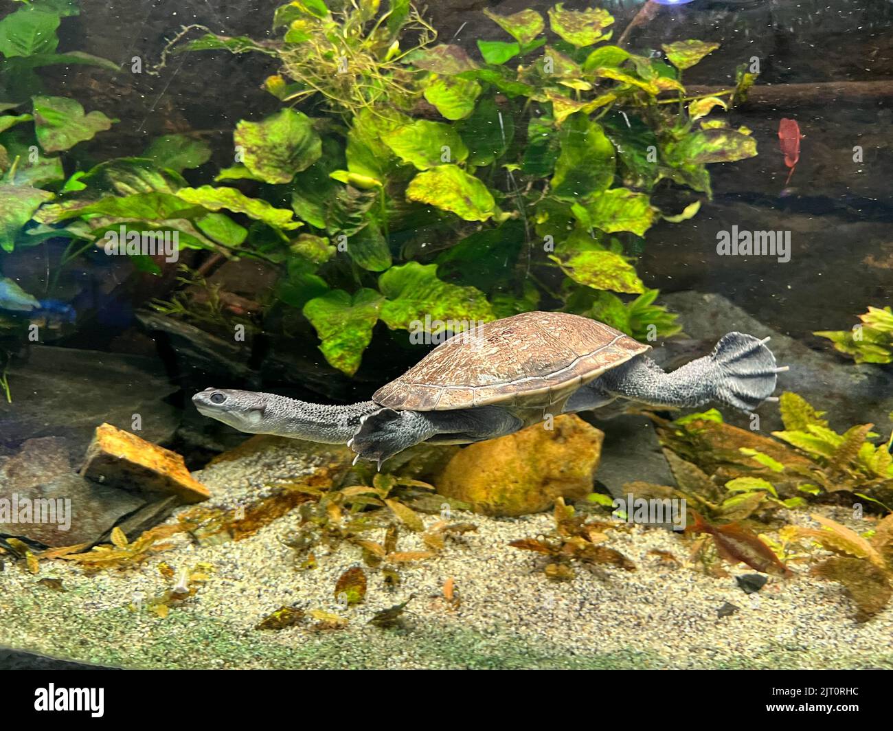 Brown turtle swims in an aquarium among green algae Stock Photo - Alamy