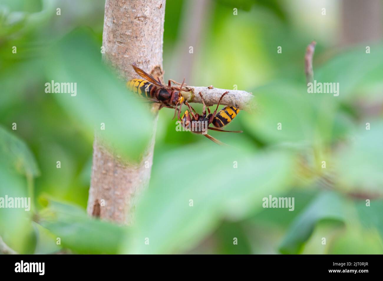 Hornet eating lilac hi-res stock photography and images - Alamy