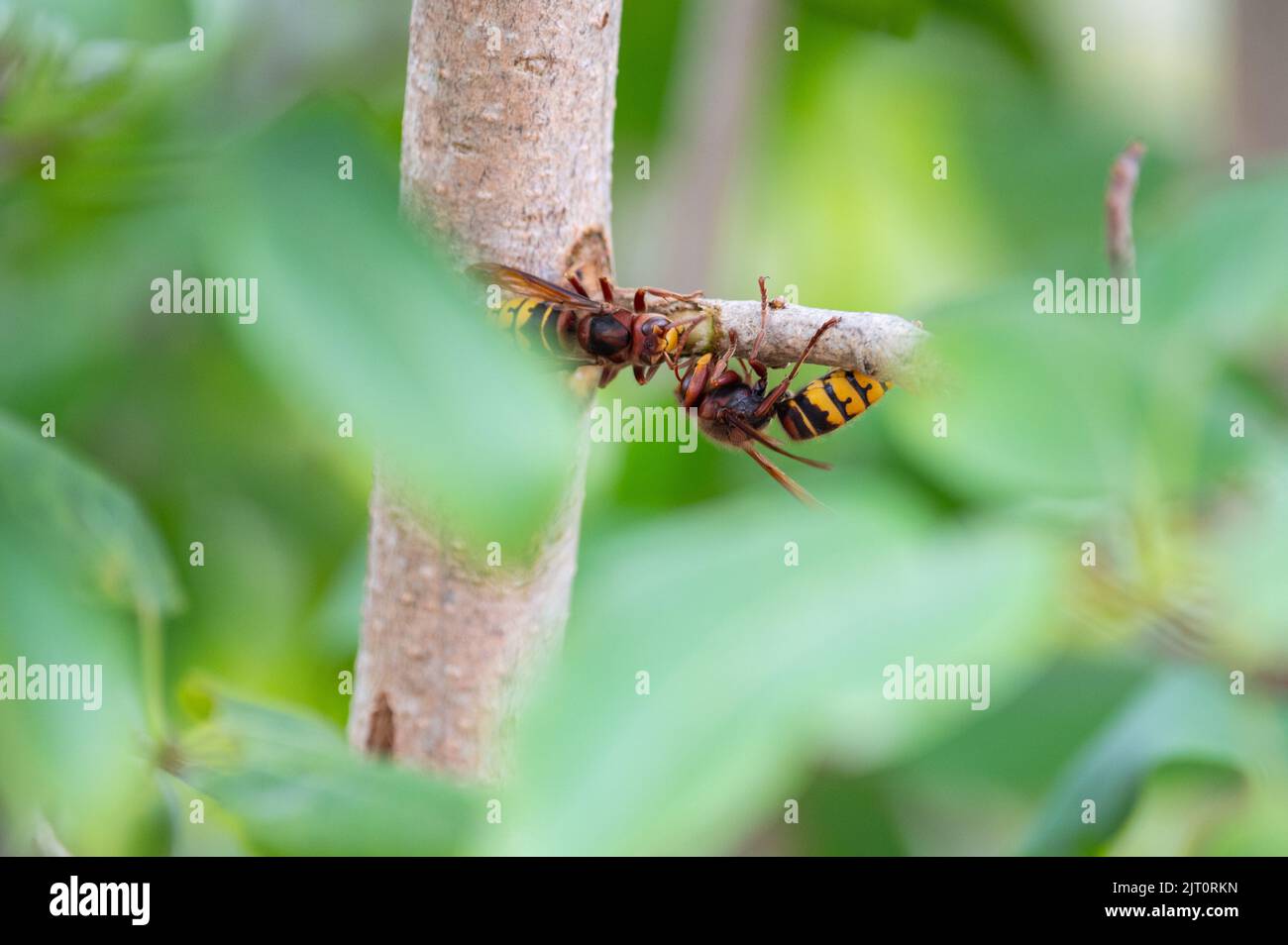 Hornet eating lilac hi-res stock photography and images - Alamy