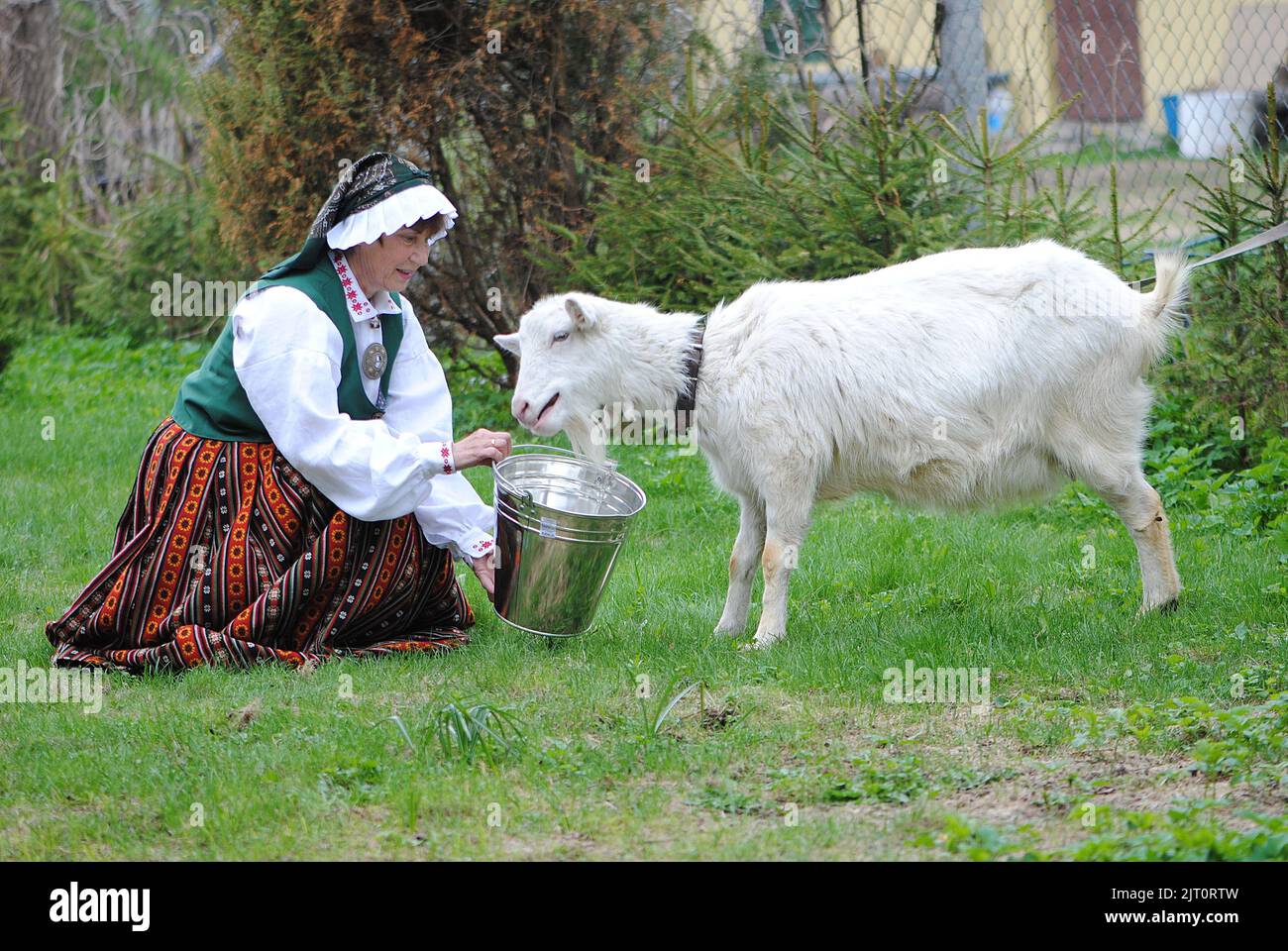 An old Caucasian woman in a folk costume with a white goat on the field ...