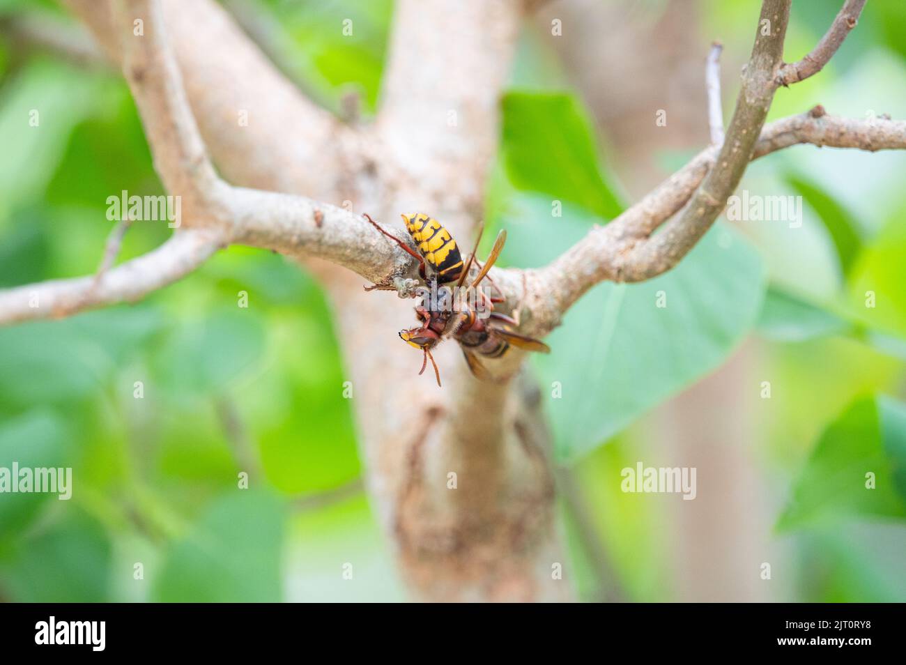 European hornets eating and foraging bark and sap of Lilac branch Stock ...
