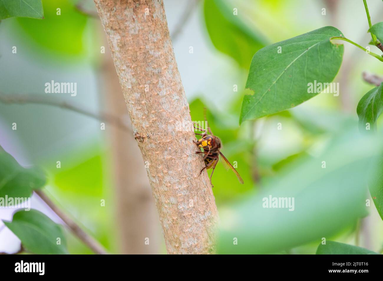 European hornets eating and foraging bark and sap of Lilac branch Stock ...