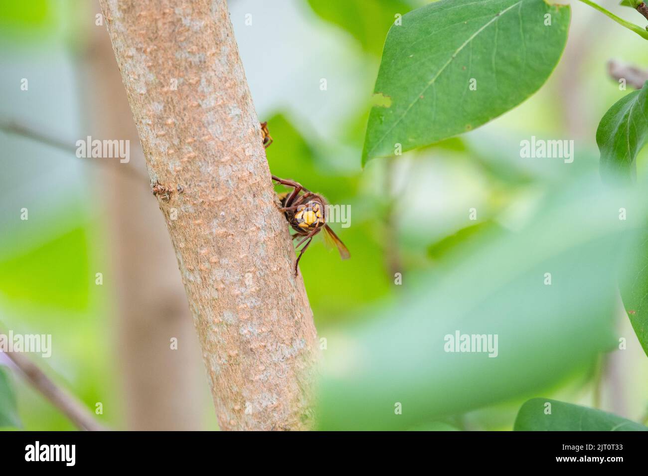 European hornets eating and foraging bark and sap of Lilac branch Stock ...