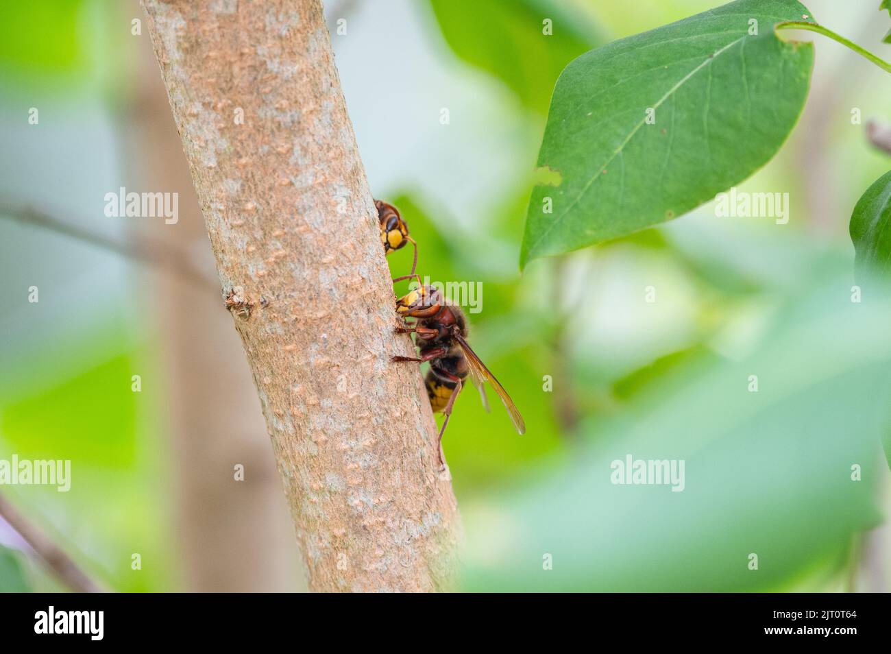 European hornets eating and foraging bark and sap of Lilac branch Stock ...