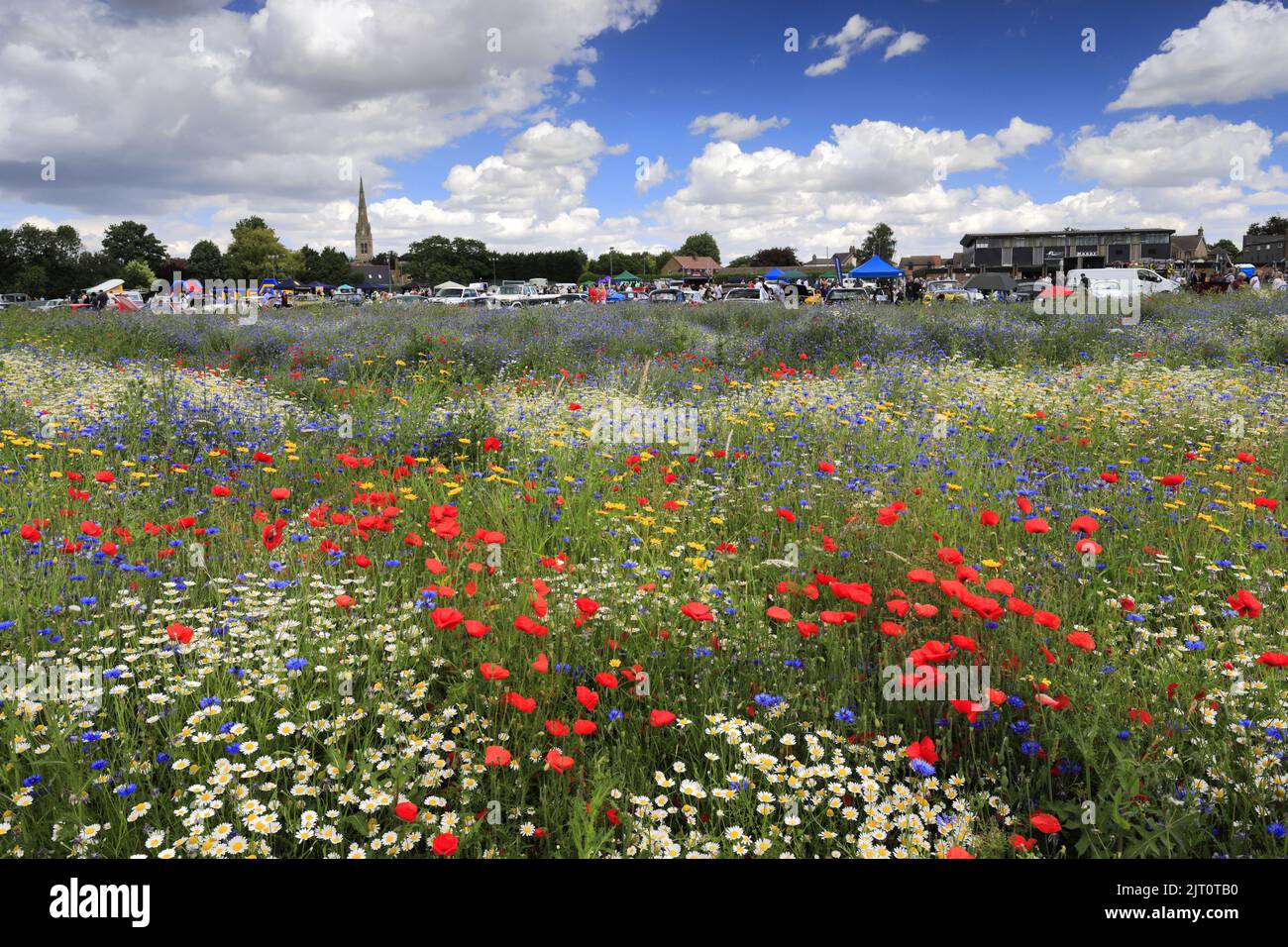 Wild flower meadows, Manor Park, Whittlesey town, Cambridgeshire ...