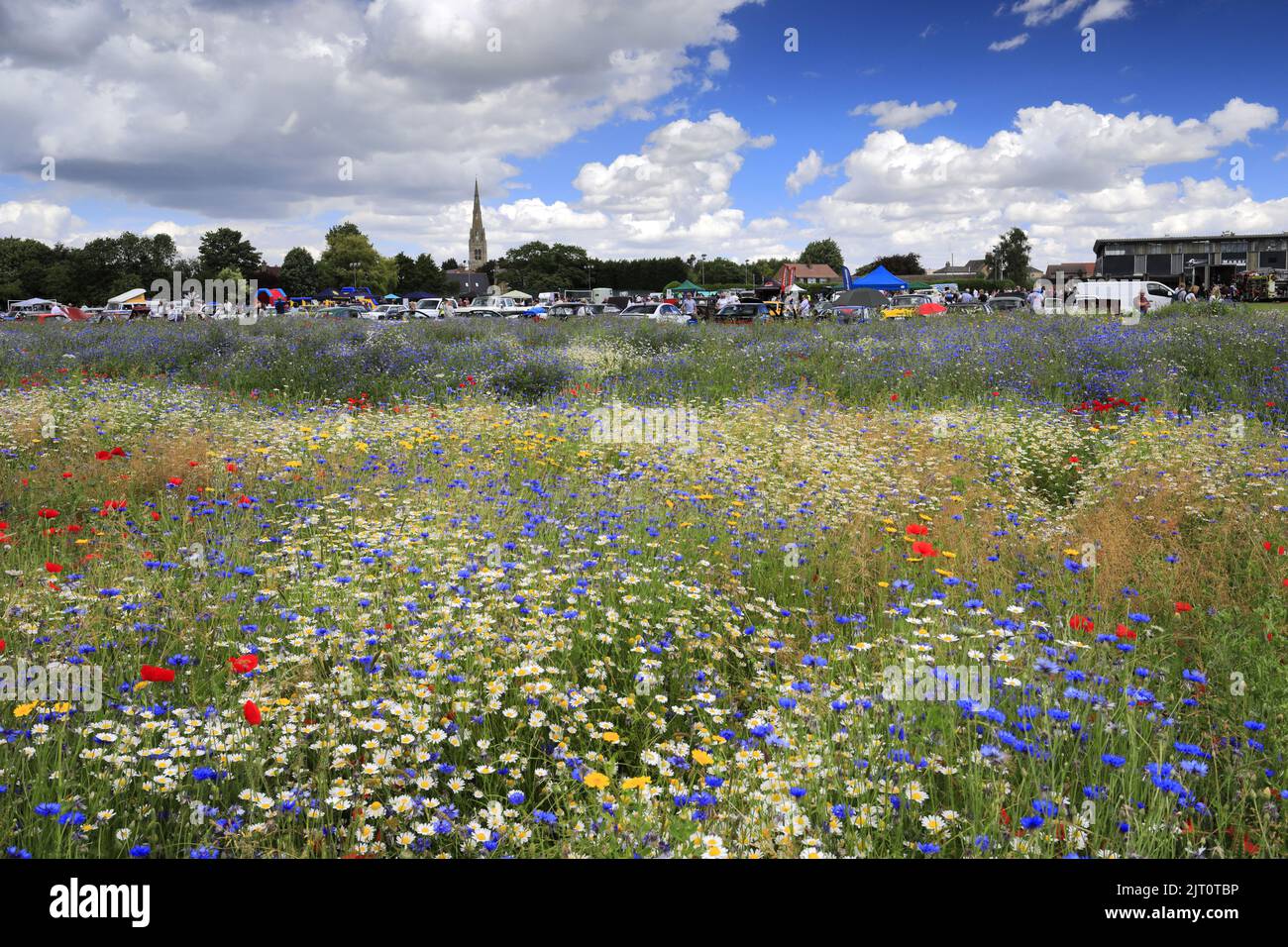 Wild flower meadows, Manor Park, Whittlesey town, Cambridgeshire ...