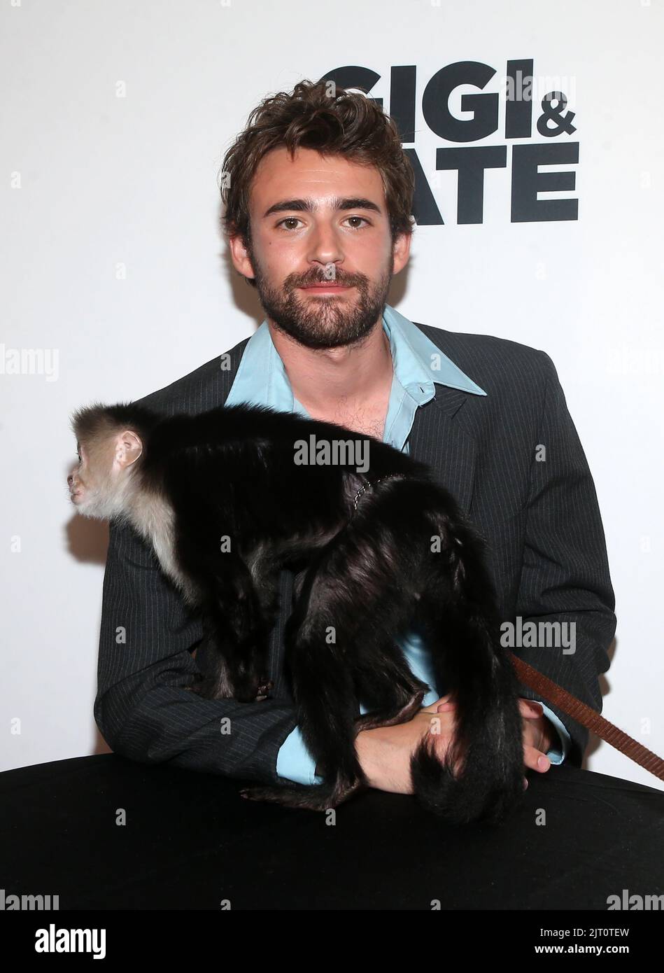 Punch monkey hi-res stock photography and images - Alamy