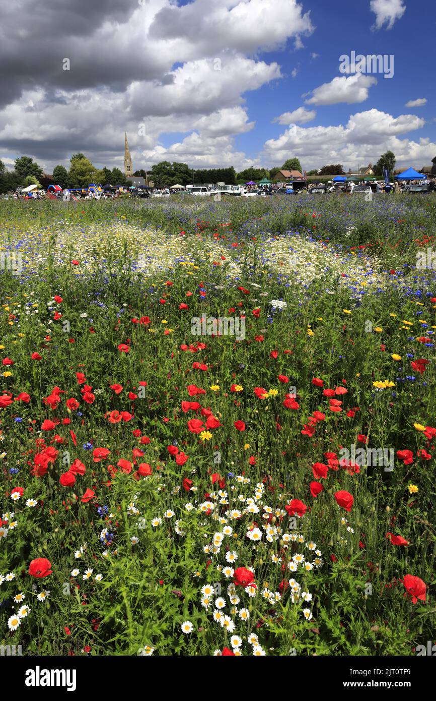 Wild flower meadows, Manor Park, Whittlesey town, Cambridgeshire ...