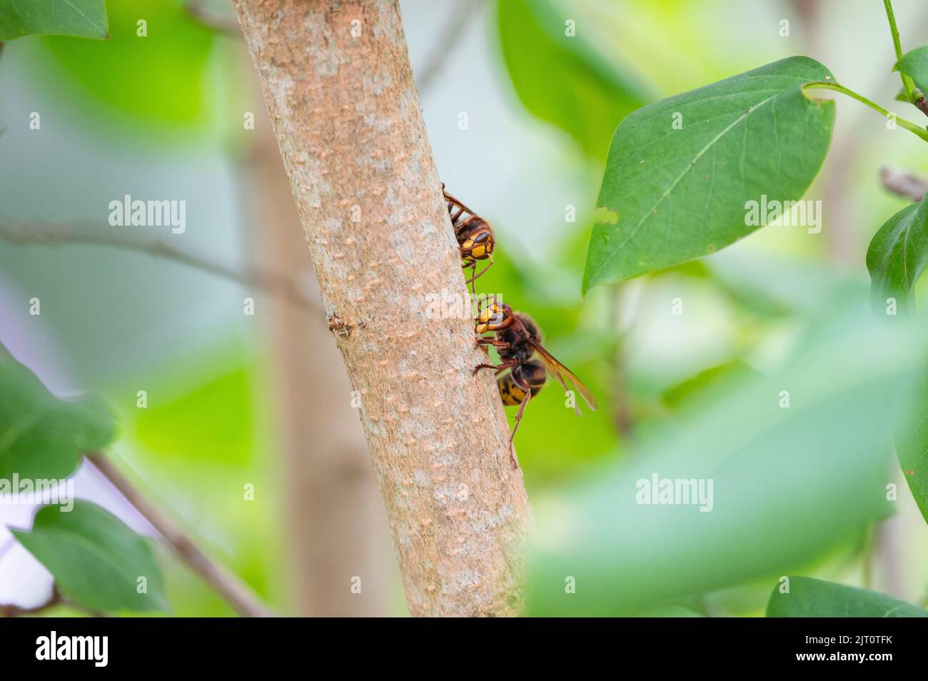 European hornets eating and foraging bark and sap of Lilac branch Stock ...