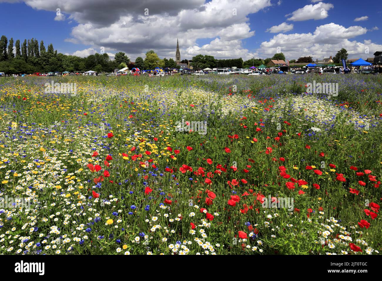 Wild flower meadows, Manor Park, Whittlesey town, Cambridgeshire ...