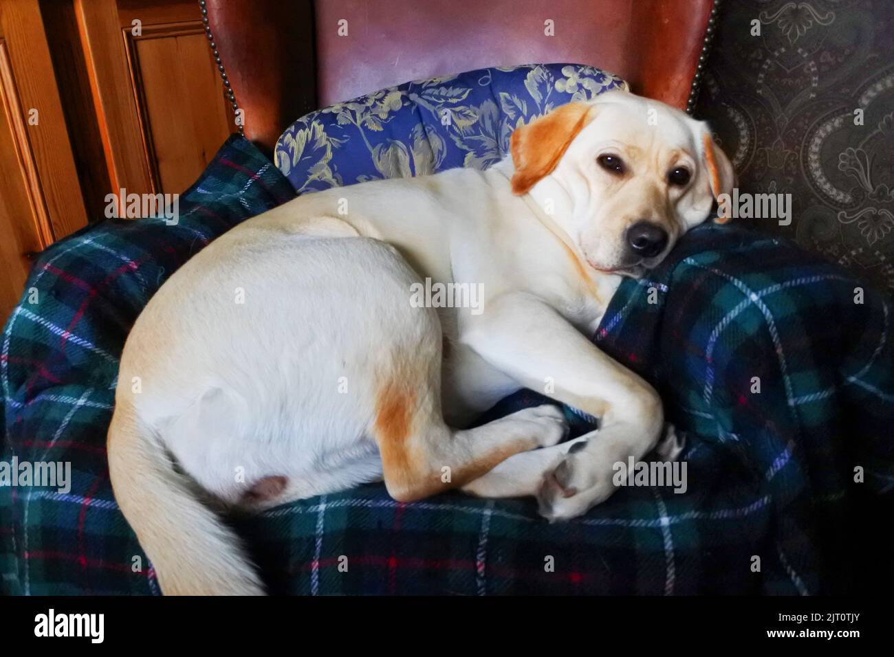 Yellow labrador retriever lazing in a comfortable arm chair - John ...