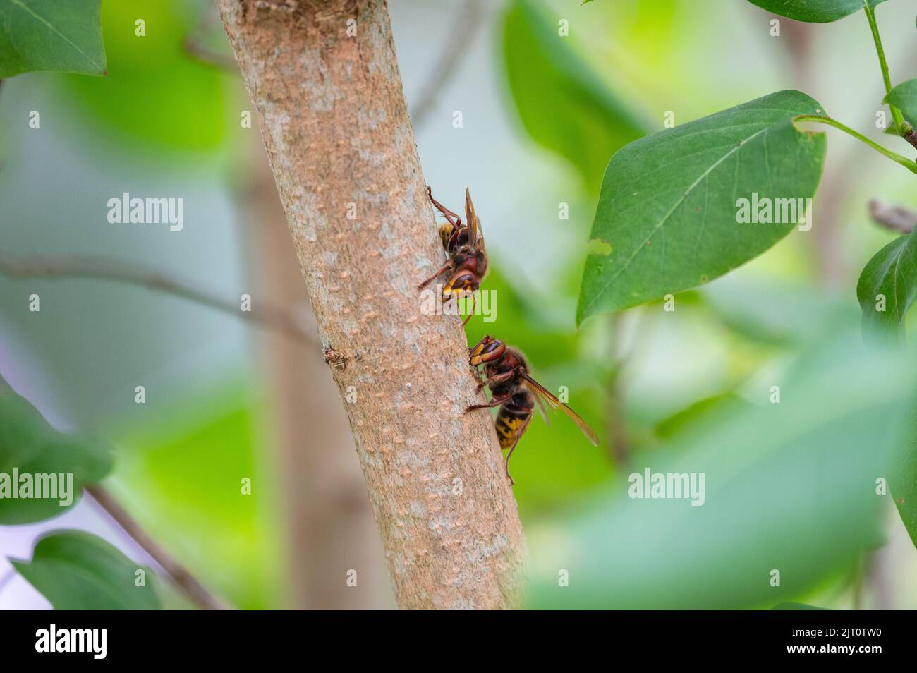 European hornets eating and foraging bark and sap of Lilac branch Stock ...