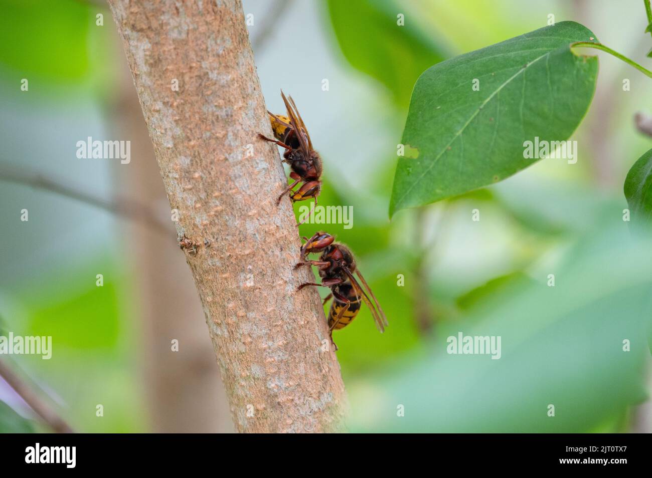 European hornets eating and foraging bark and sap of Lilac branch Stock ...
