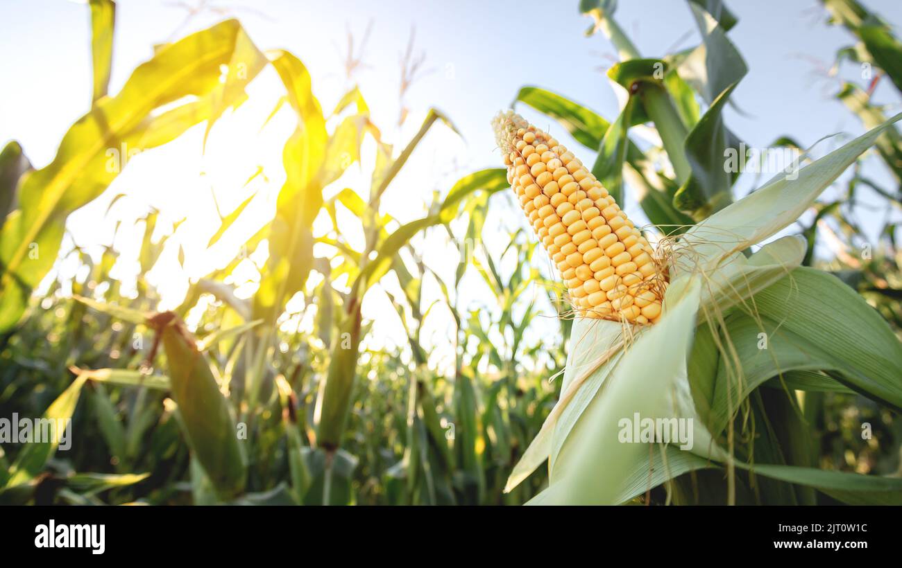 A selective focus picture of corn cob in organic corn field Stock Photo ...