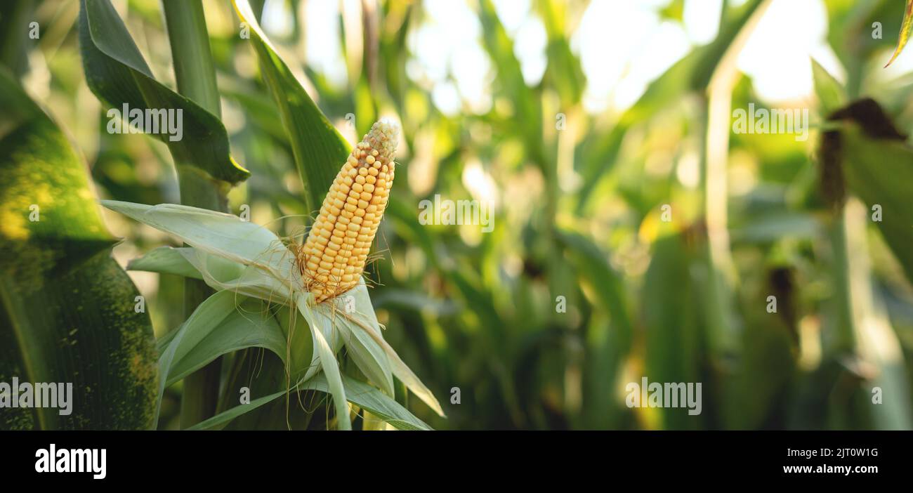 A selective focus picture of corn cob in organic corn field Stock Photo ...