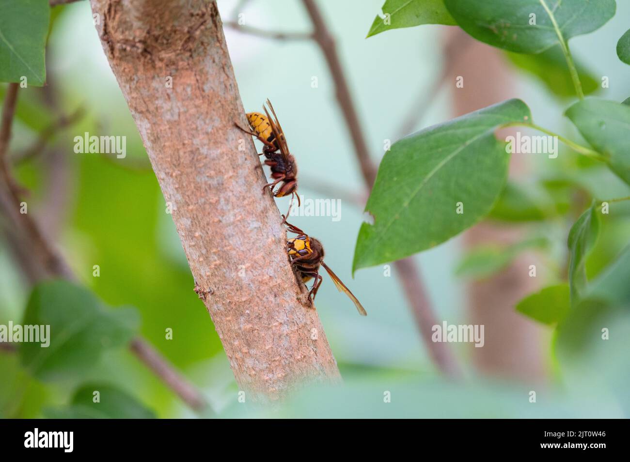 European hornets eating and foraging bark and sap of Lilac branch Stock ...