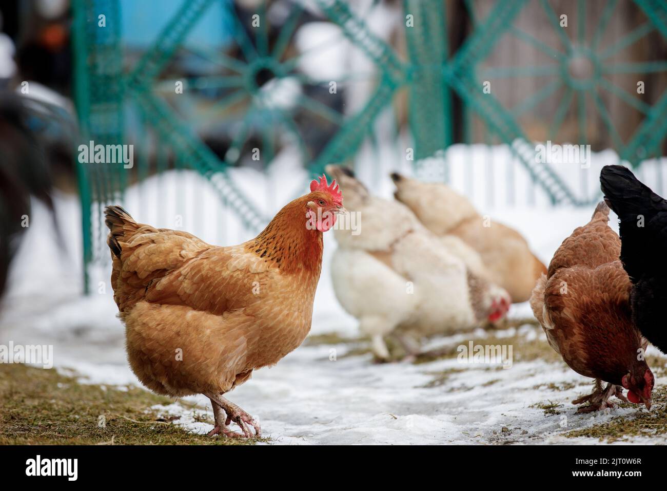 Chicken farm. Rural chicken farm stable with lots of chickens walking ...