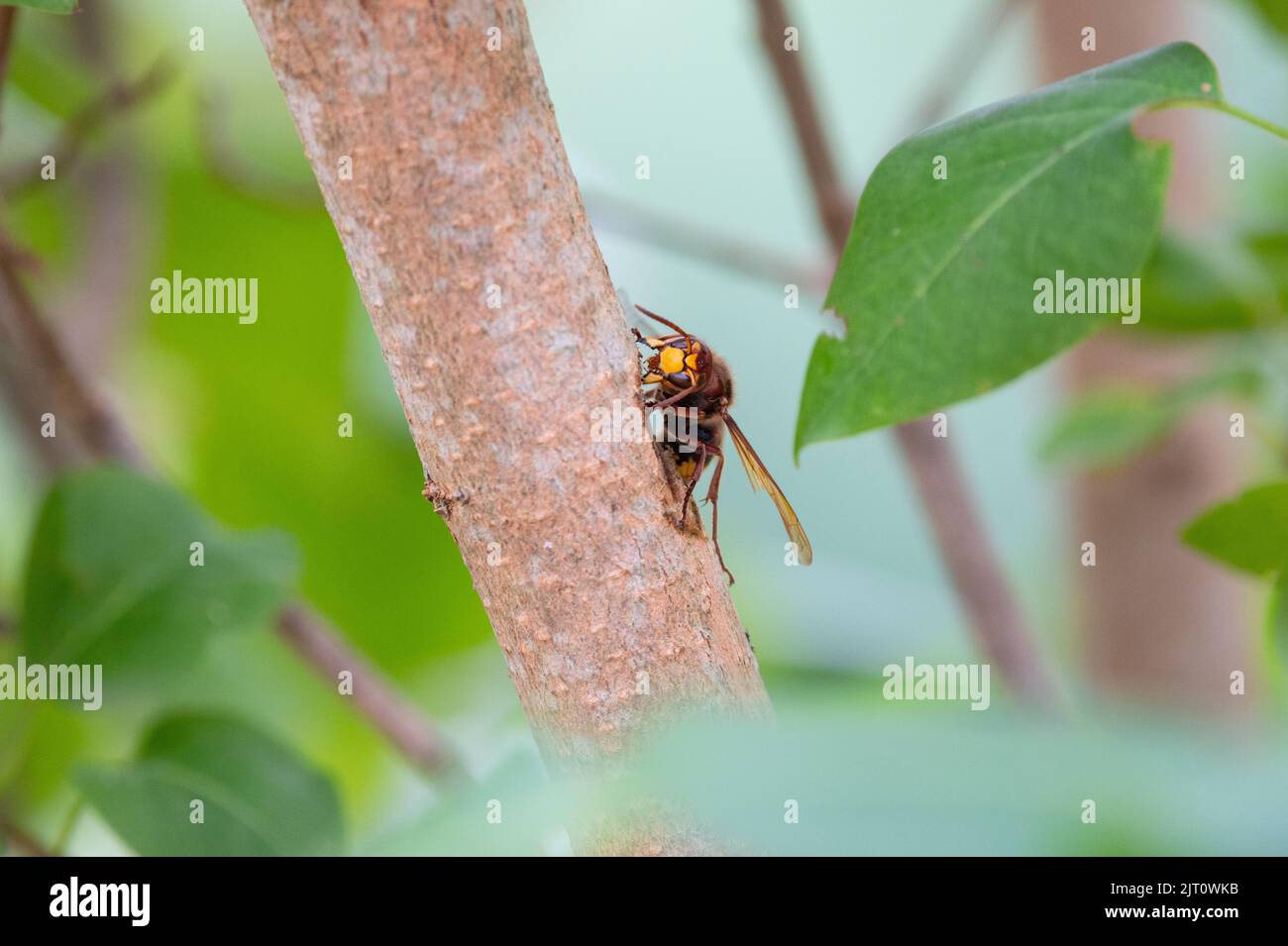 European hornets eating and foraging bark and sap of Lilac branch Stock ...