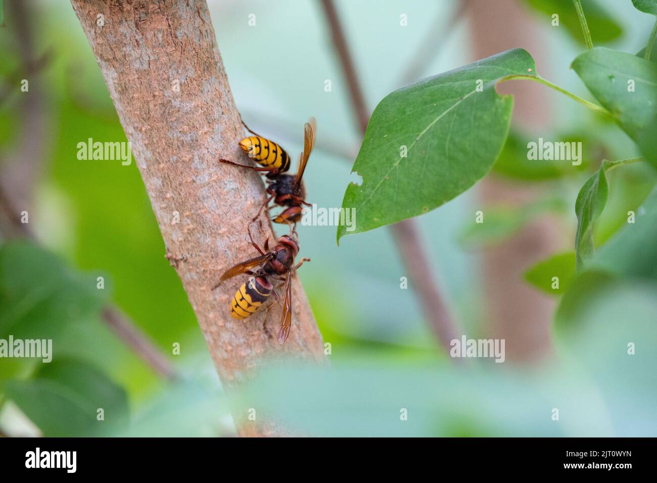 European hornets eating and foraging bark and sap of Lilac branch Stock ...