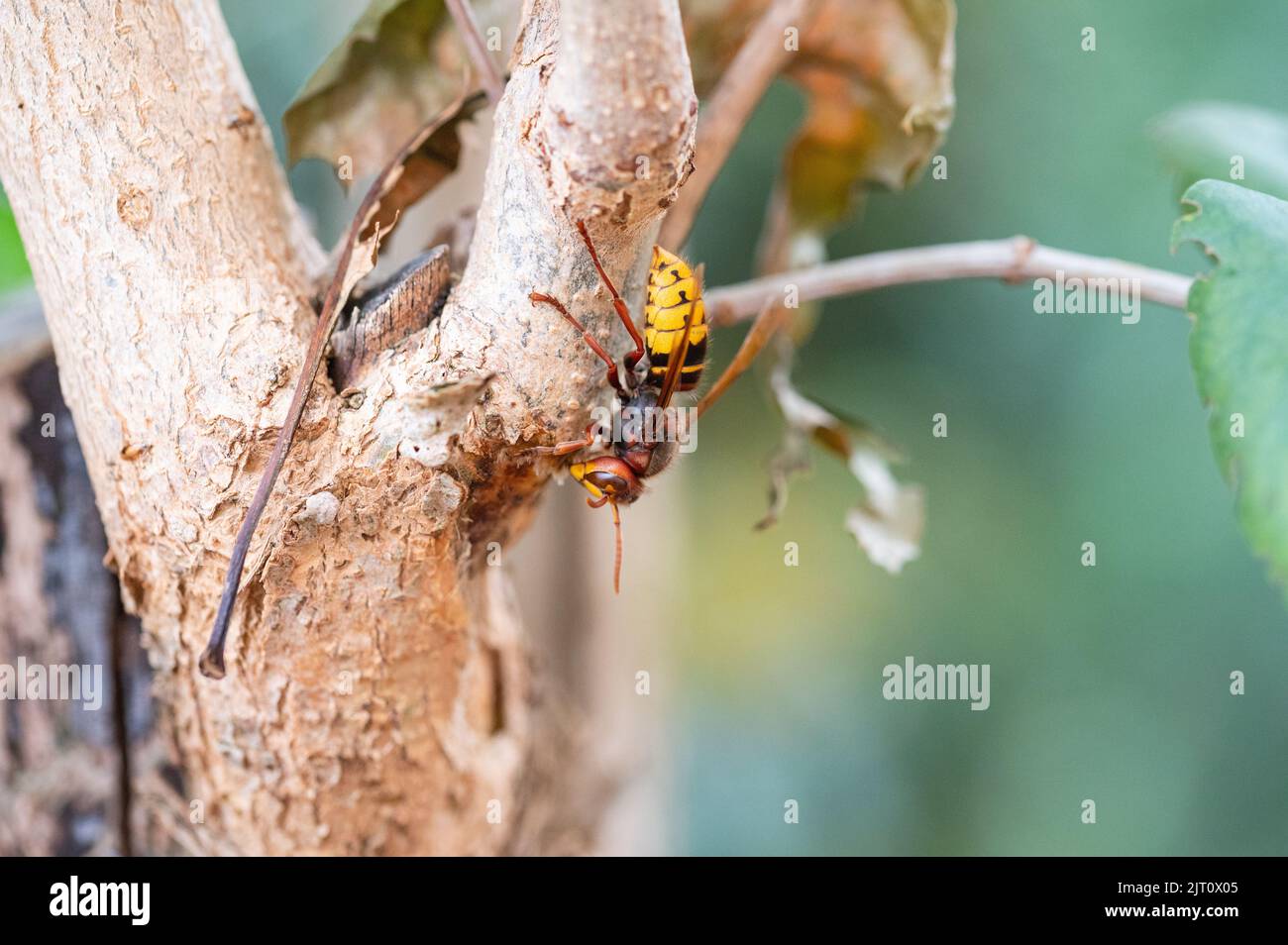 European hornets eating and foraging bark and sap of Lilac branch Stock ...