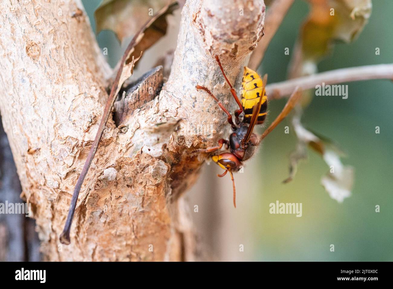 European hornets eating and foraging bark and sap of Lilac branch Stock ...