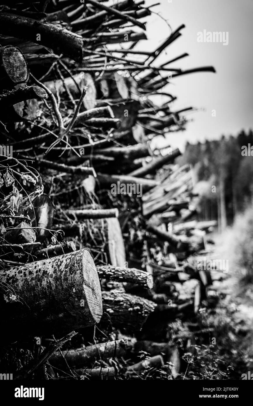 A pile of cut trees prepared for winter, grayscale shot Stock Photo - Alamy