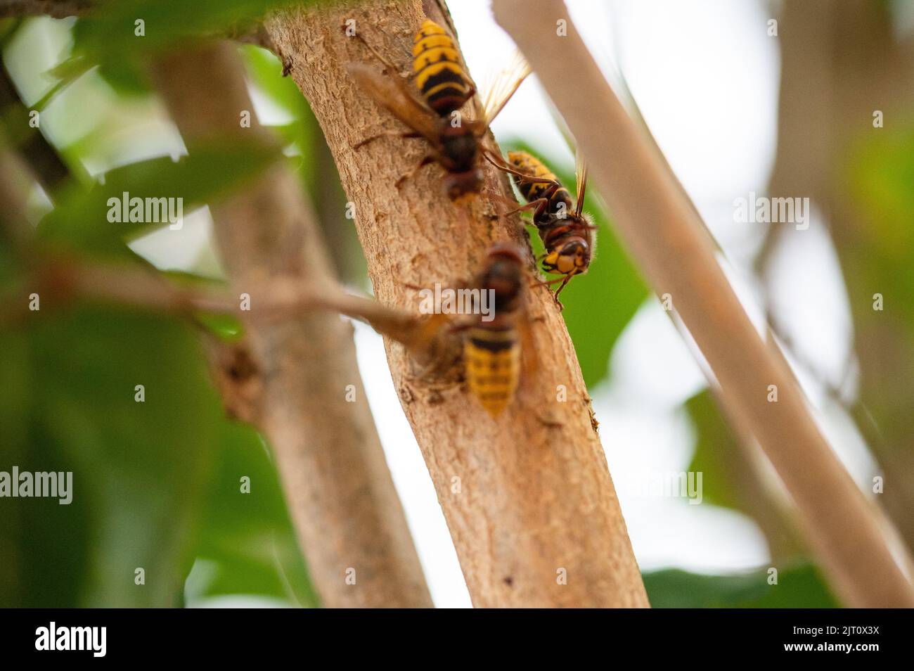 European hornets eating and foraging bark and sap of Lilac branch Stock ...