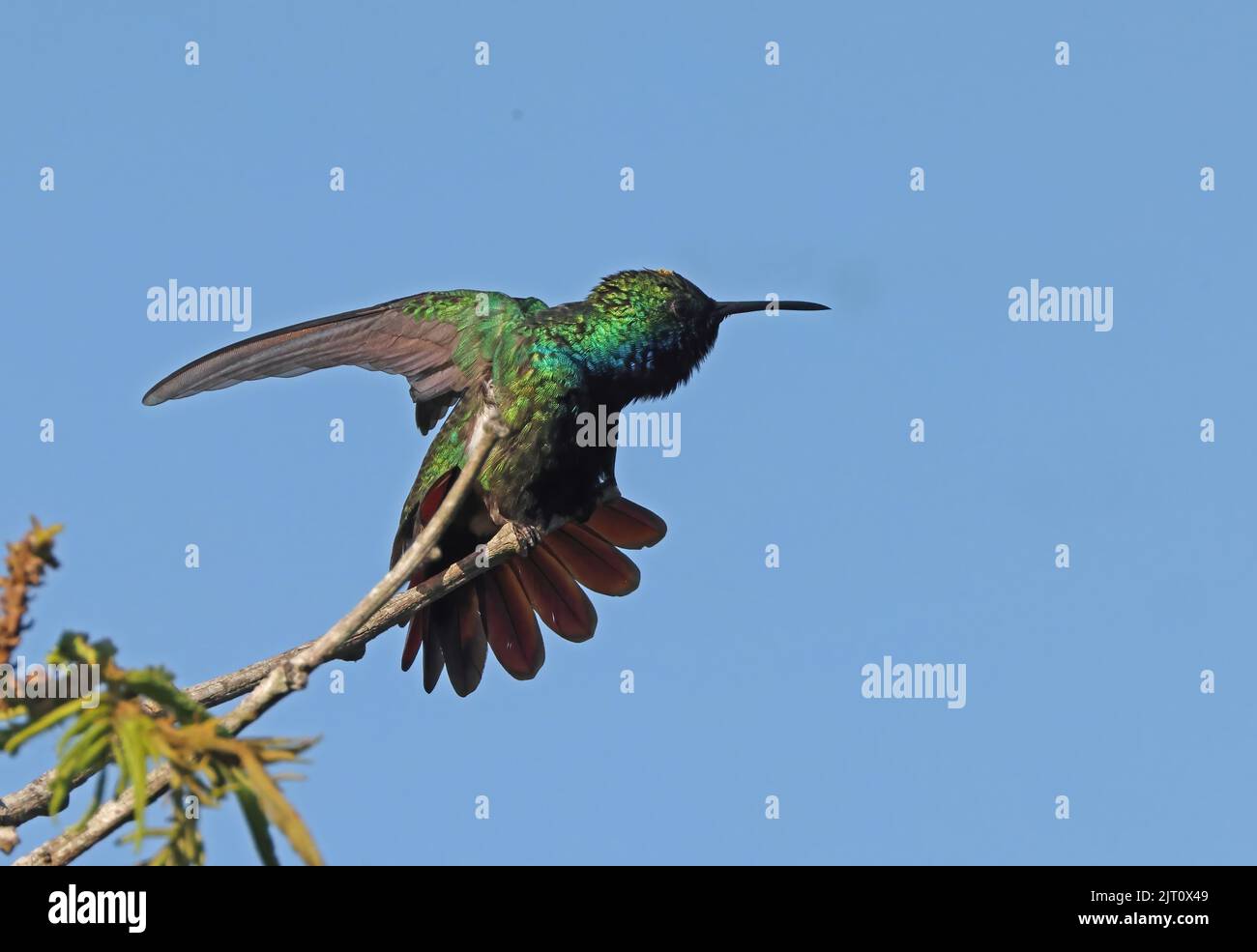 Fork-tailed Woodnymph (Thalurania furcata) adult male perched on twig ...