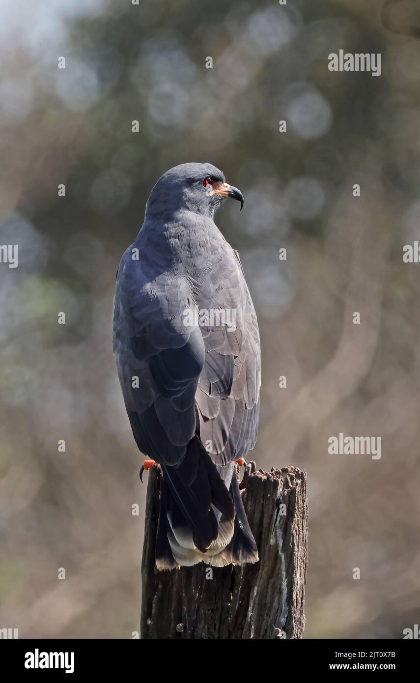 Snail Kite (Rostrhamus sociabilis sociabilis) adult perched on post ...