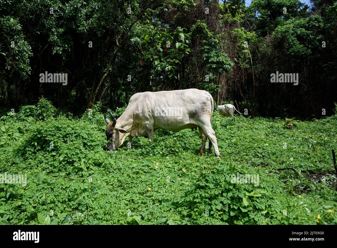 White wild cow grazing in a jungle on a tropical island Stock Photo - Alamy