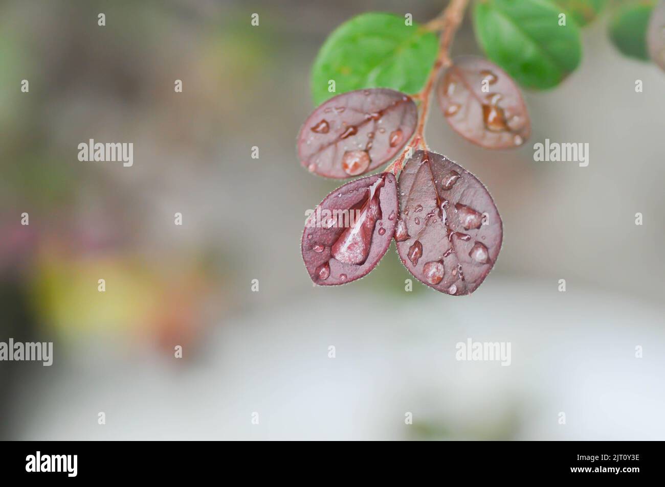 Chinese Fringe Flower or Loropetalum chinense and dew drop or rain drop ...