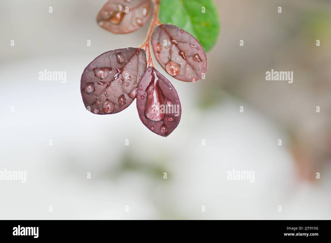 Chinese Fringe Flower or Loropetalum chinense and dew drop or rain drop ...