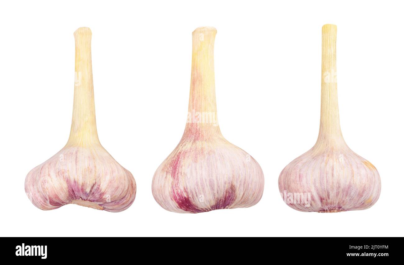 Garlic stem isolated on white hi-res stock photography and images - Alamy