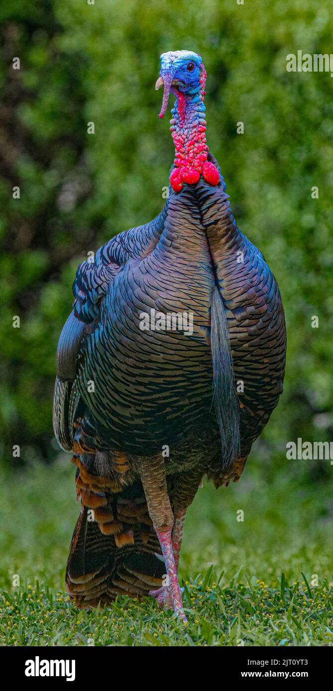 Red caruncle hi-res stock photography and images - Alamy