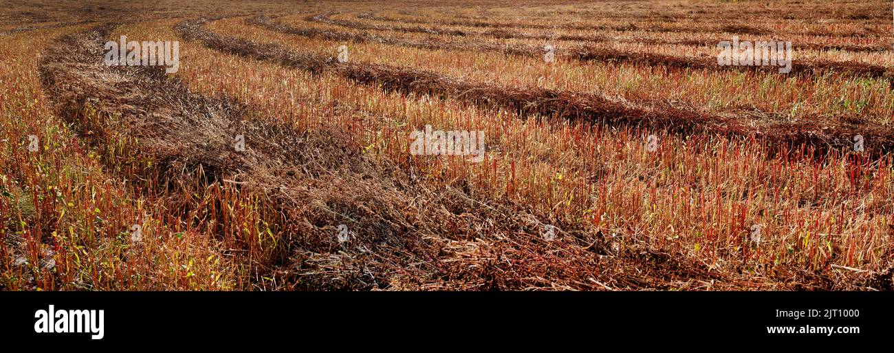 Buckwheat field after harvest, sheaves enclosed in lines Stock Photo ...