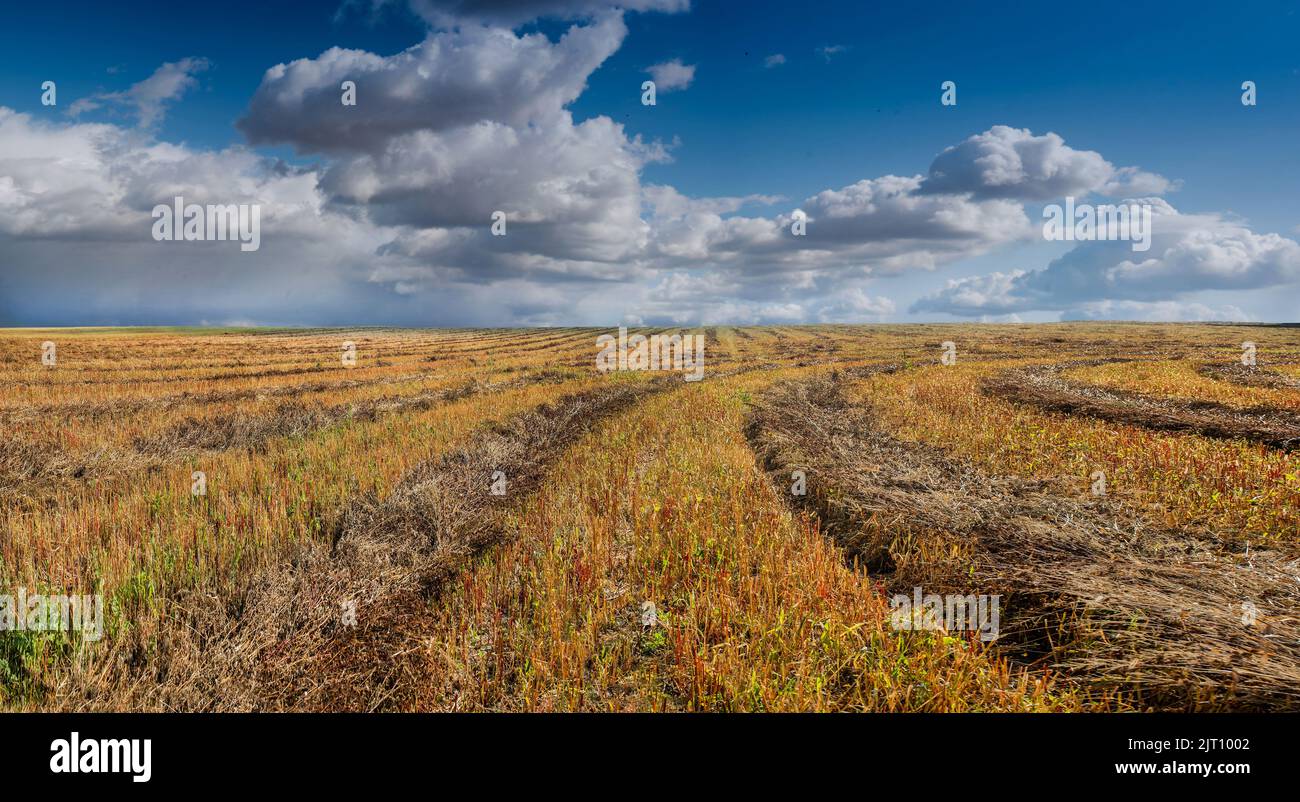 mown field of buckwheat, patterns with green sheaves, red stalks Stock ...