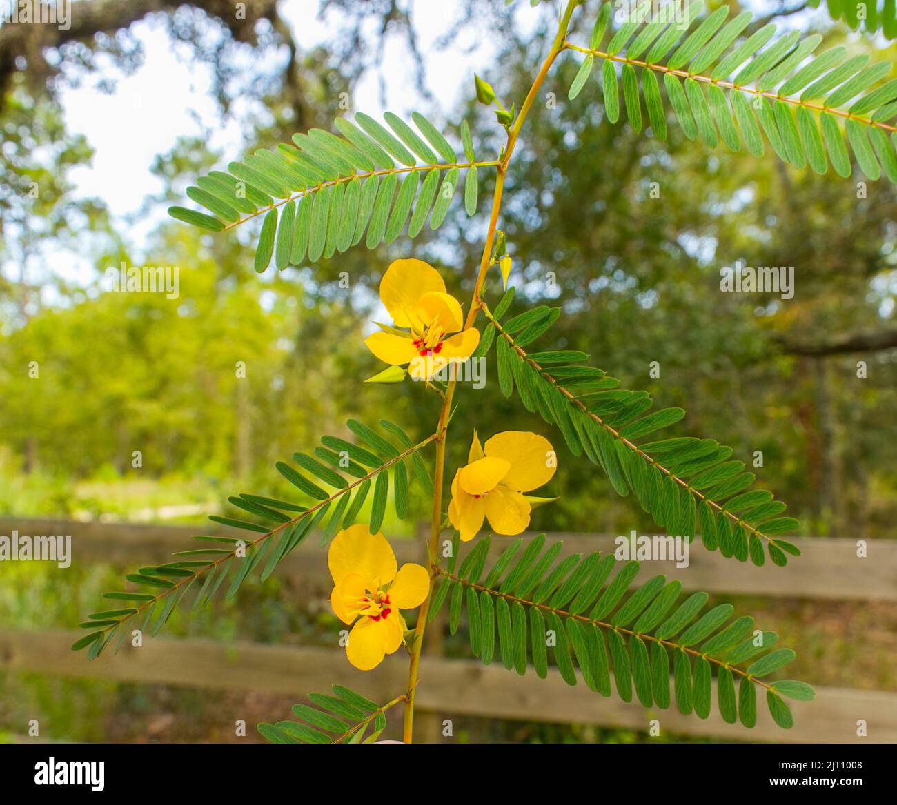 Chamaecrista fasciculata yellow hi-res stock photography and images - Alamy