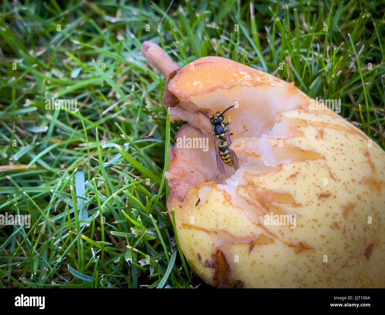 Wasps eat pear hi-res stock photography and images - Alamy