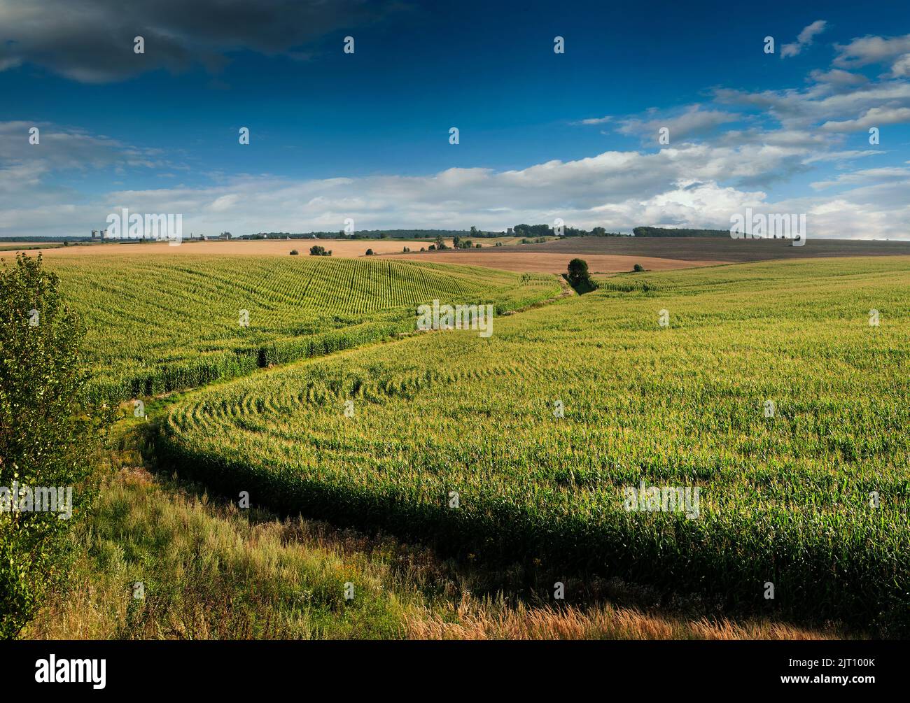 Panoramic view of Irrigation channel between fields with corn crops and ...